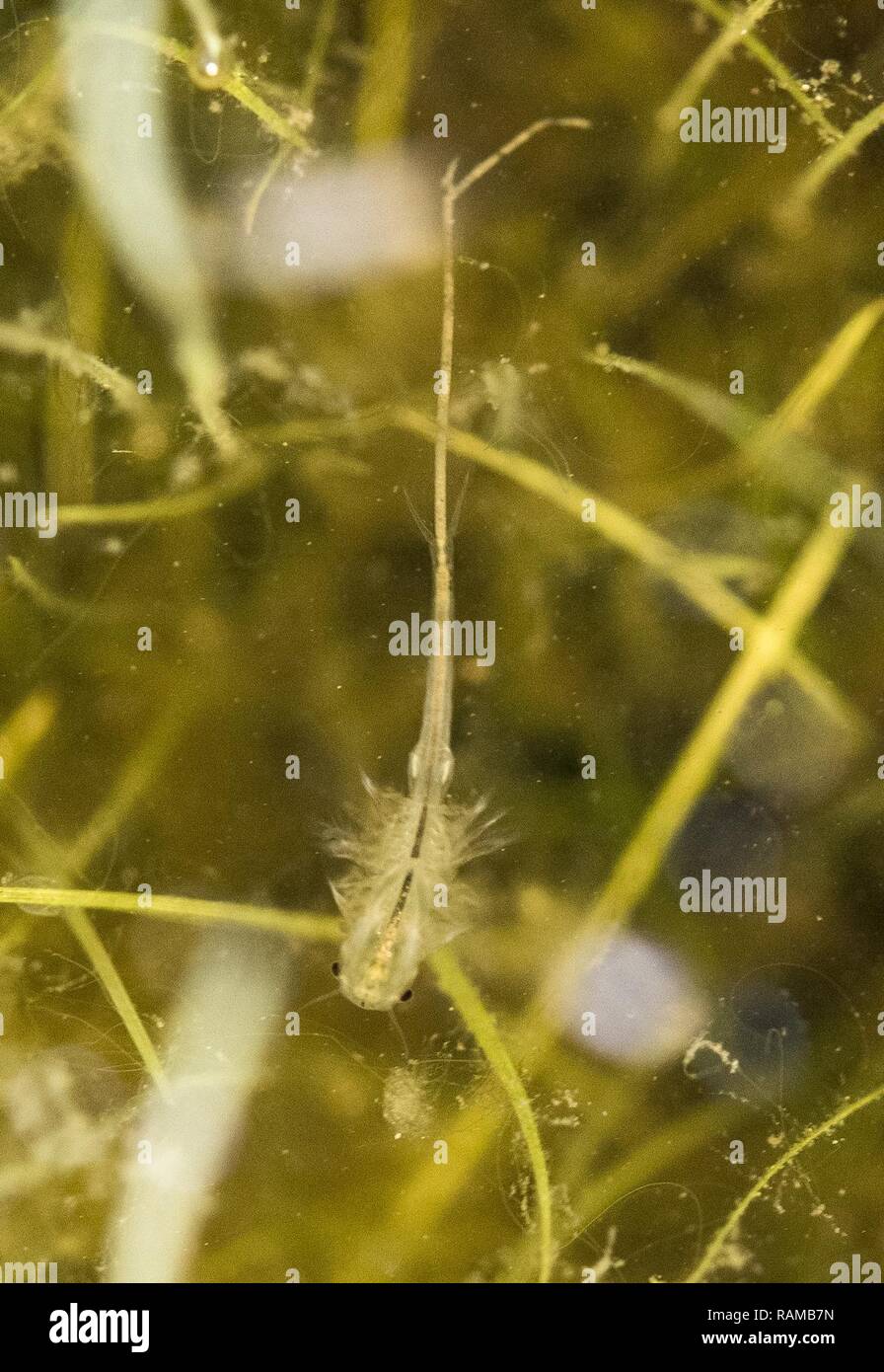 Vernal pool fairy shrimp swim through the waters of an ephemeral pond ...