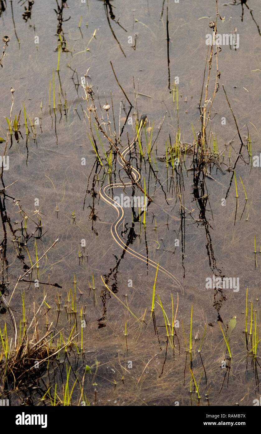 A common garter snake makes its way across a vernal pool Feb. 13 2017 ...