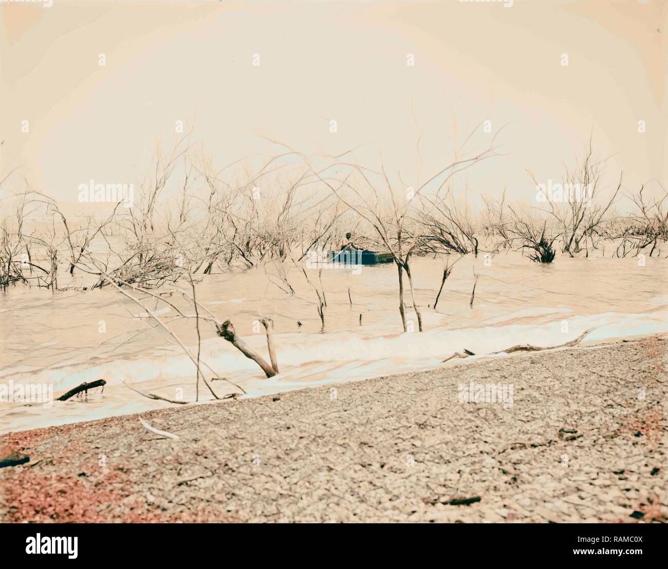 Around the Dead Sea (Bahr Lut) Submerged forest at Ghor El Mazraa. 1898 ...