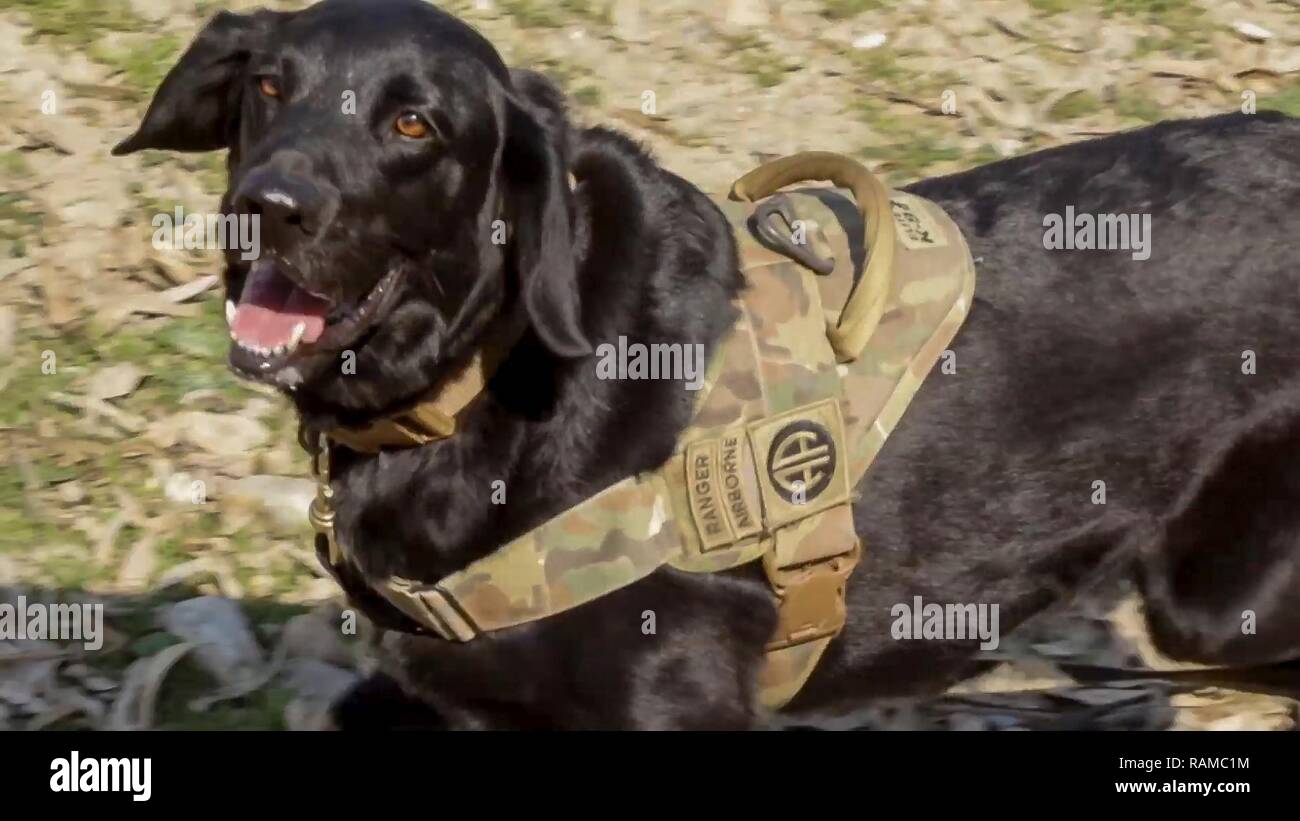 U.S. Army working dog, Buster, assigned to the 5th Engineer Battalion ...