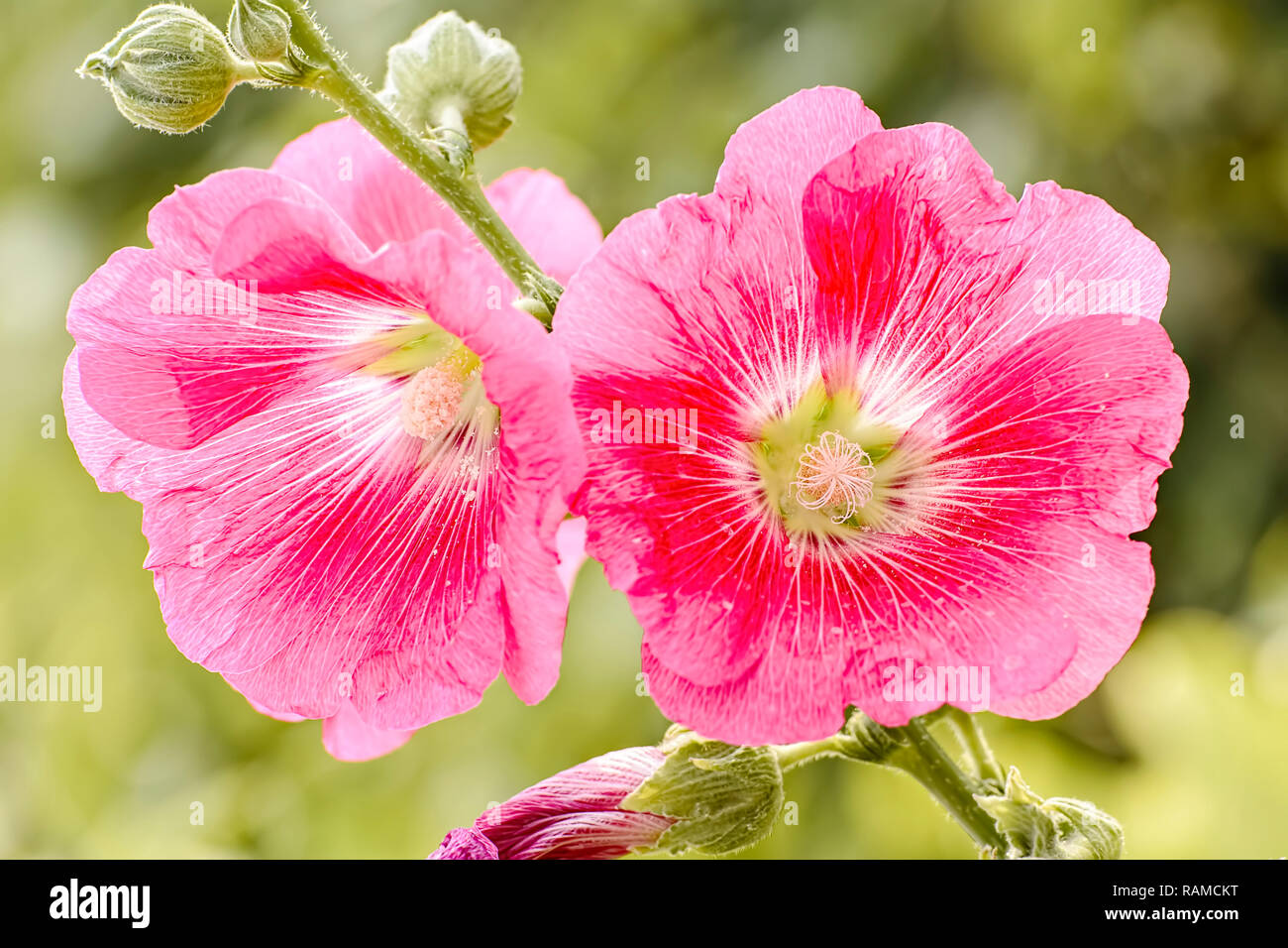 Hollyhock flower is many colors and beautiful in the garden Stock Photo ...