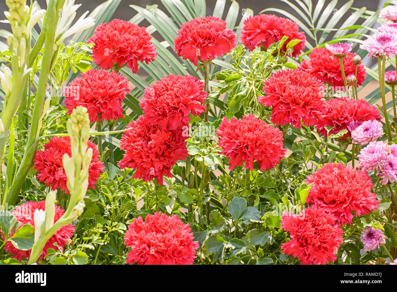 The flowers are beautiful and refreshing. Its beautiful Stock Photo - Alamy