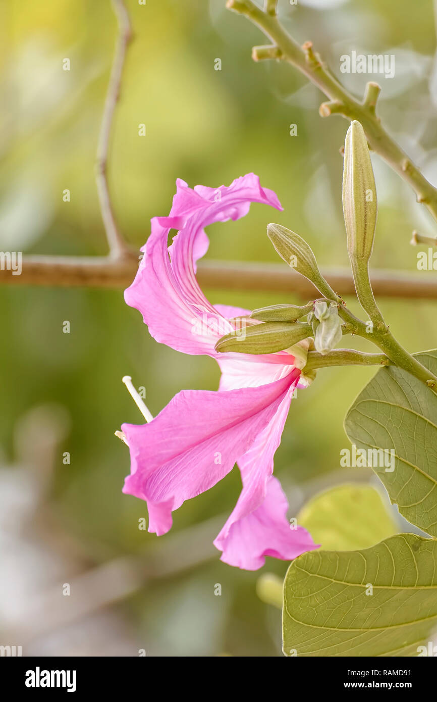 Phanera purpurea is a species of flowering plant in the family Fabaceae ...