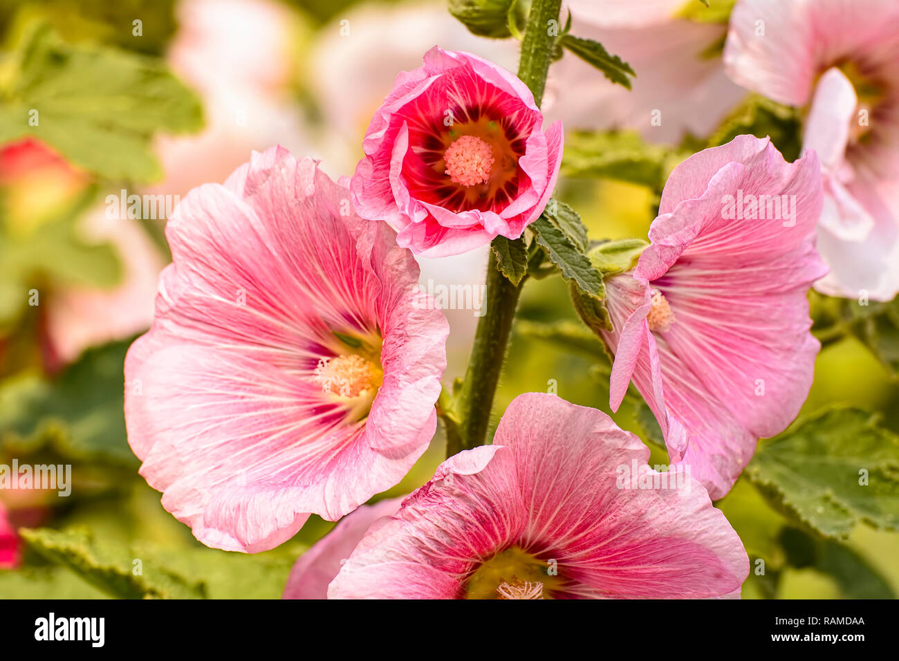 Hollyhock flower is many colors and beautiful in the garden Stock Photo ...