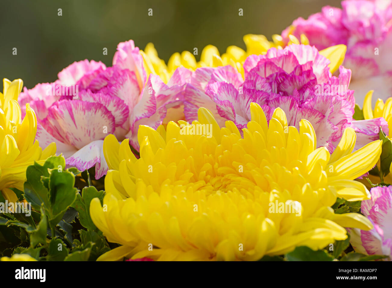 The flowers are beautiful and refreshing. Its beautiful Stock Photo - Alamy