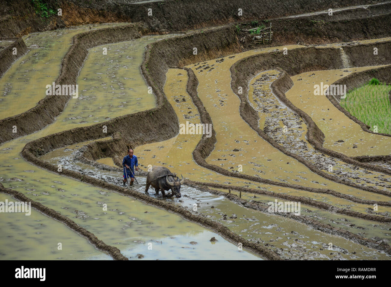 Vietnamese livestock rice farming hi-res stock photography and images ...