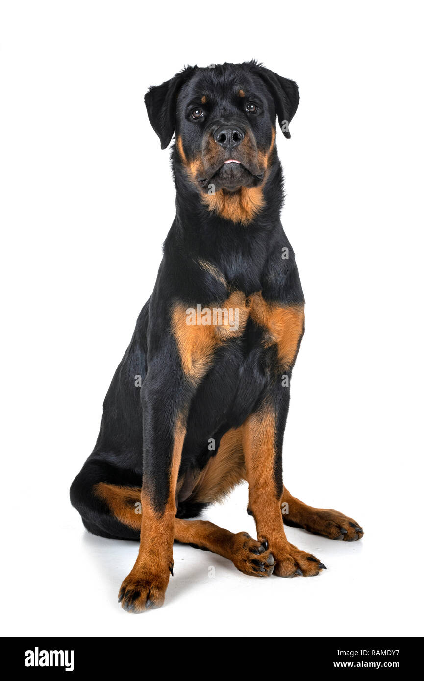 purebred rottweiler in front of white background Stock Photo - Alamy