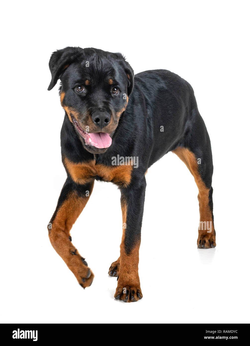 purebred rottweiler in front of white background Stock Photo - Alamy