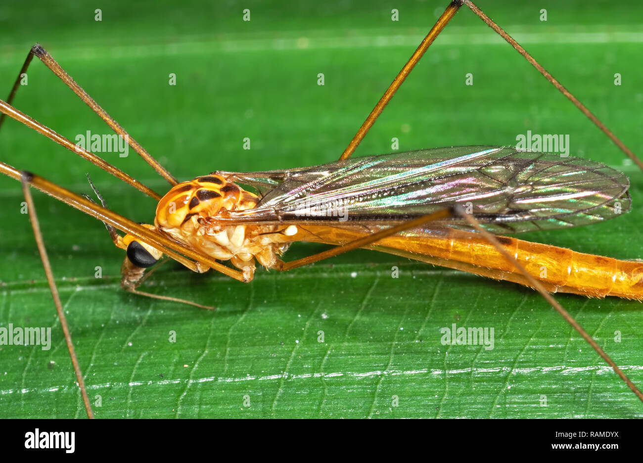 Macro Photography of Orange Crane Fly on Green Leaf Stock Photo - Alamy