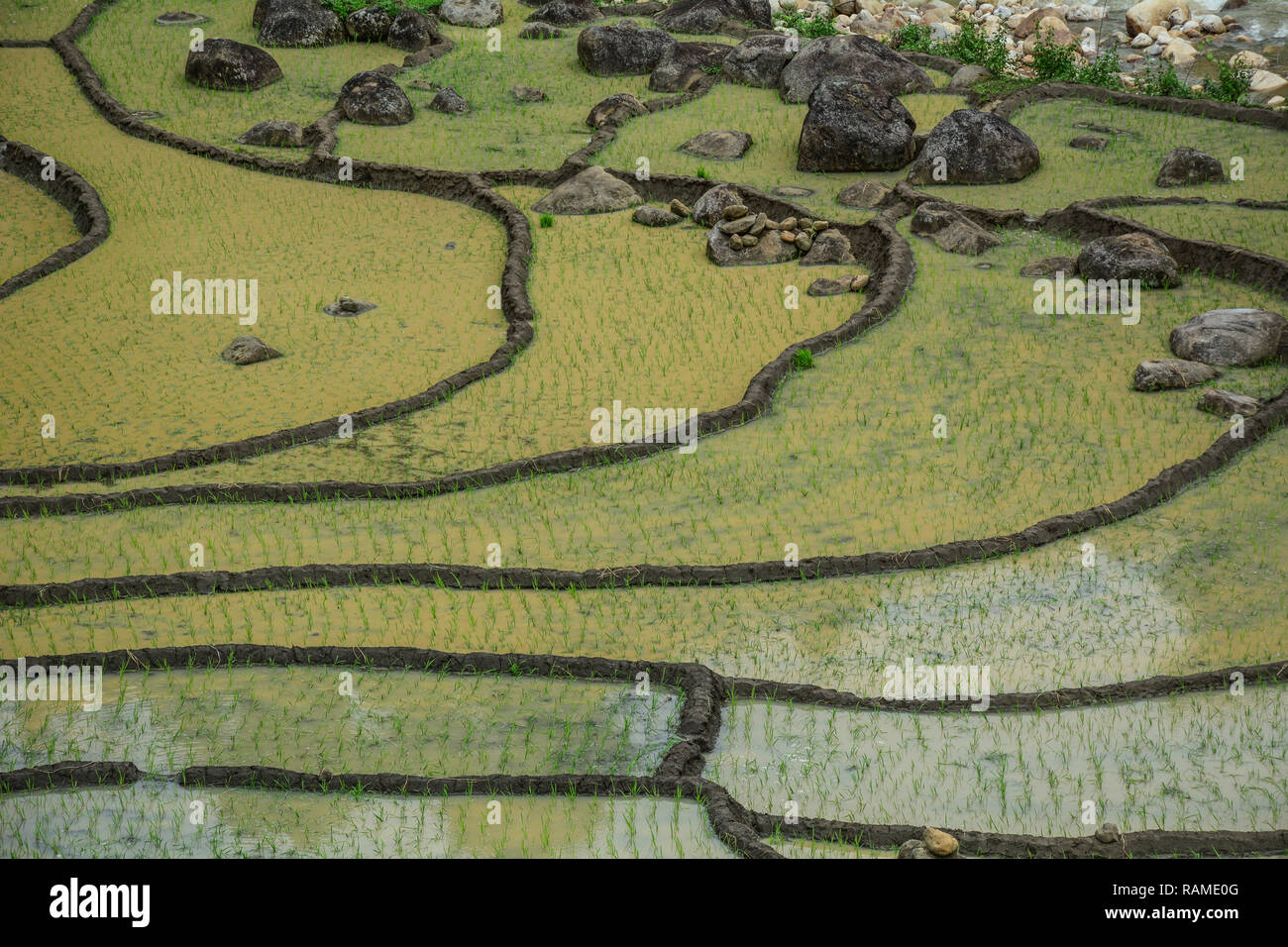 Royalty high-quality free stock image of beautiful terraced rice fields ...