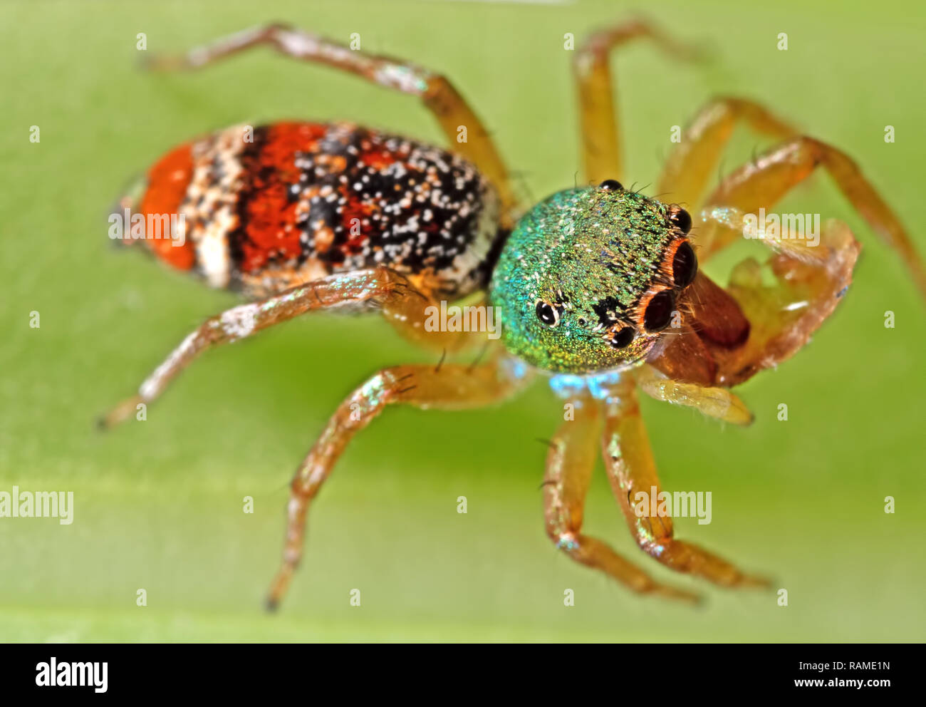 Macro Photography of Colorful Jumping Spider on Green Leaf Stock Photo ...