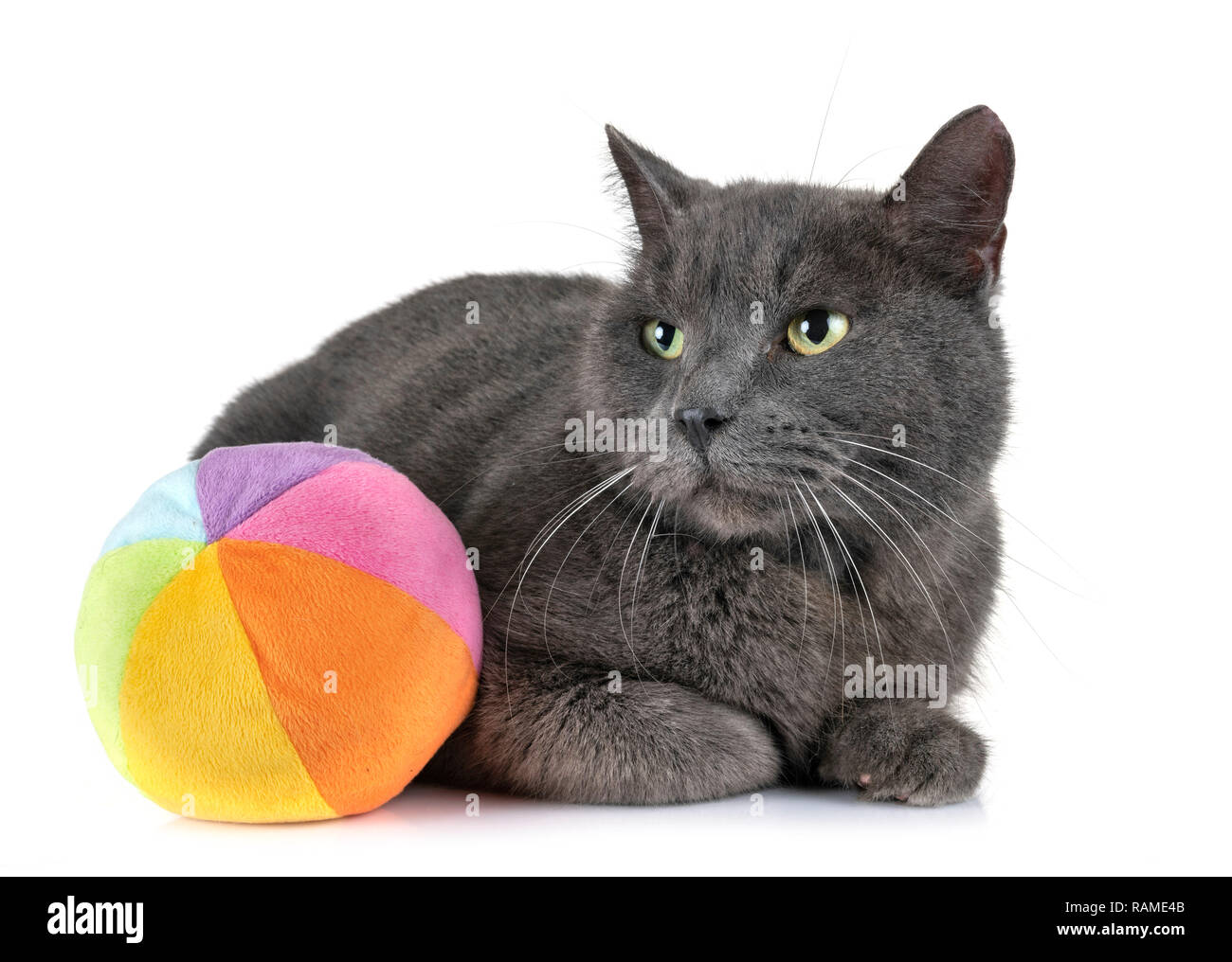 Chartreux cat in front of white background Stock Photo - Alamy