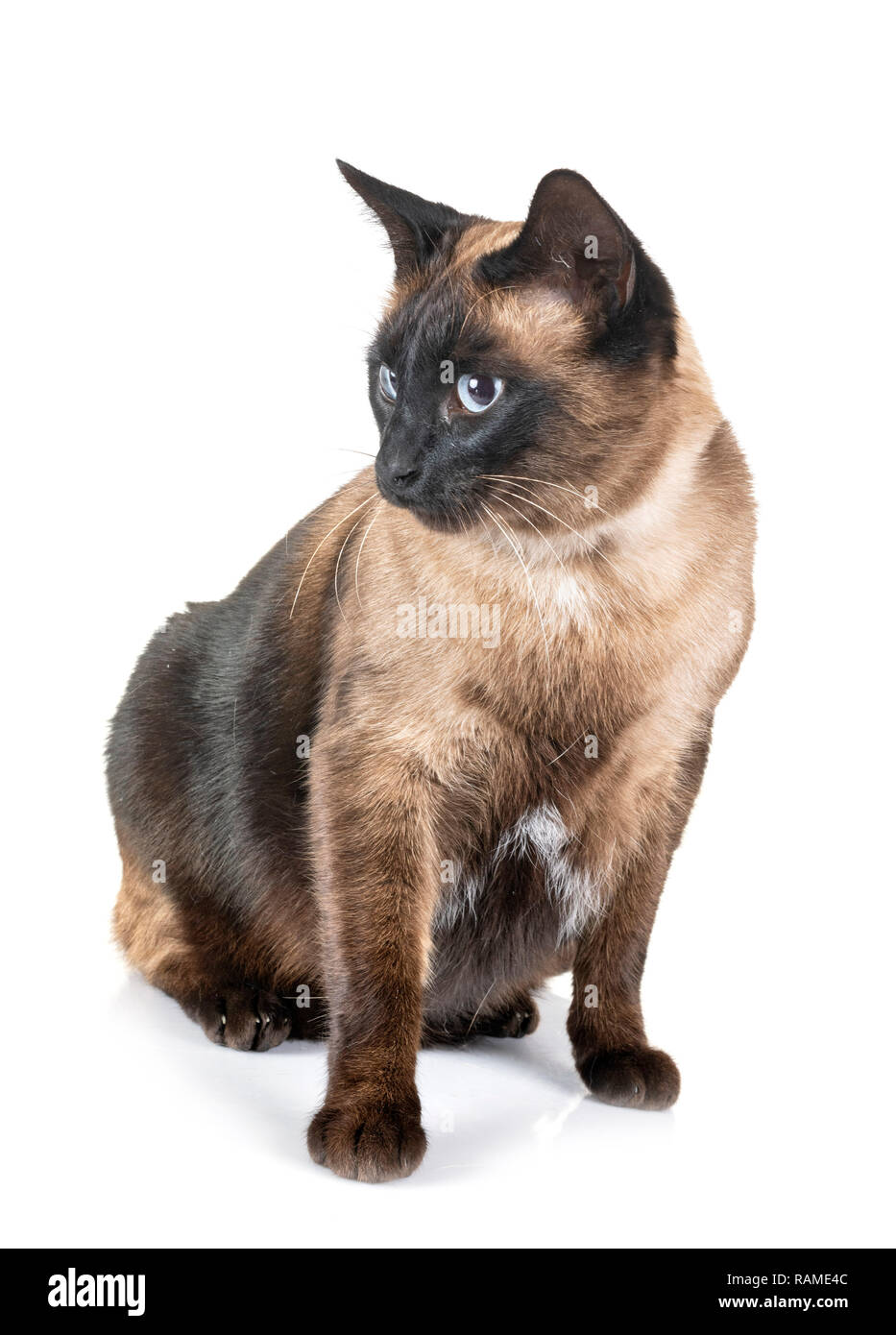 siamese cat in front of white background Stock Photo - Alamy