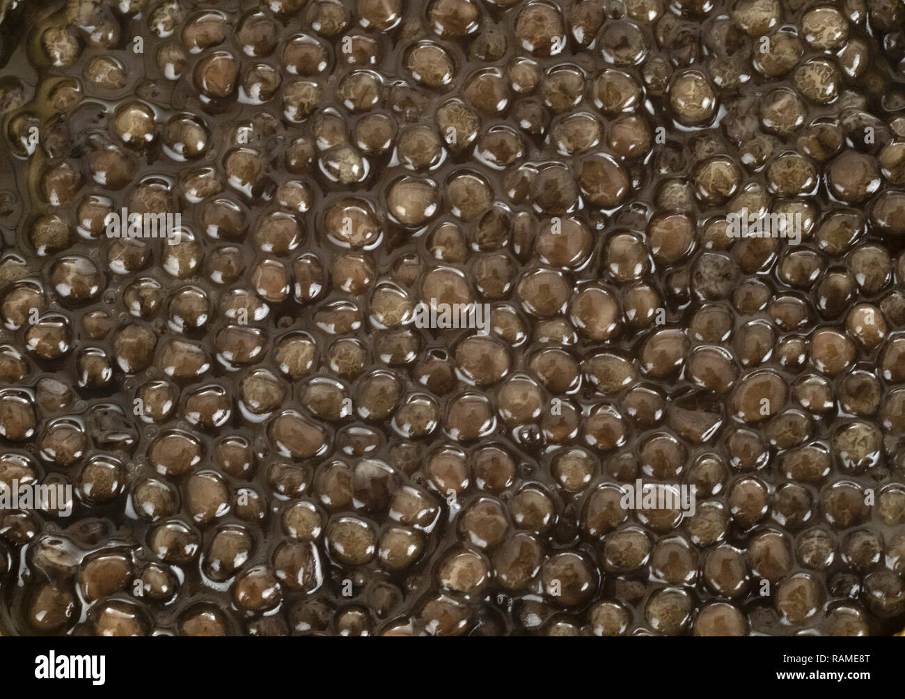 caviar jar in front of white background Stock Photo - Alamy