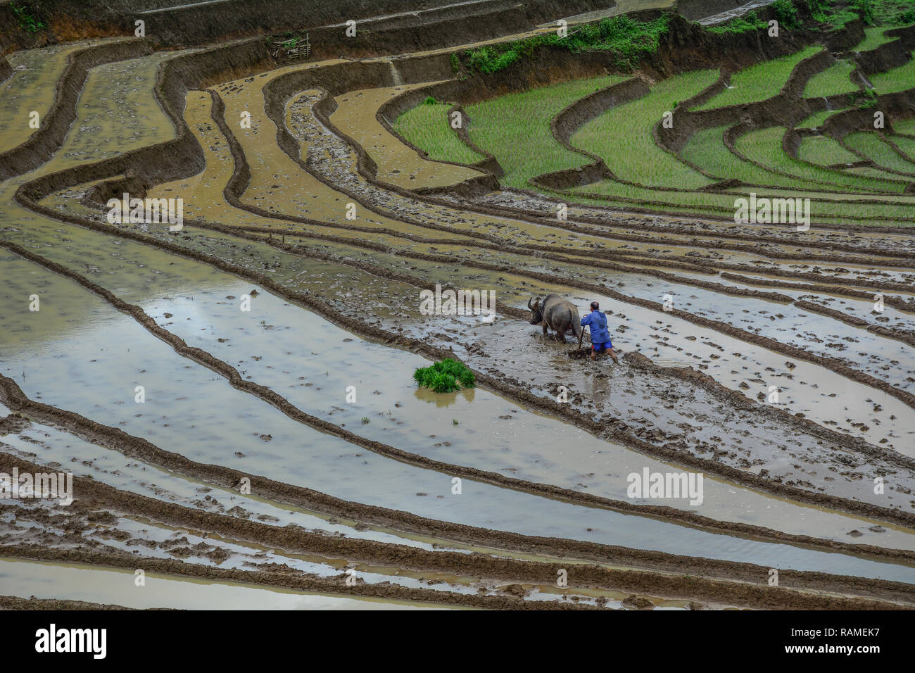 Vietnamese livestock rice farming hi-res stock photography and images ...