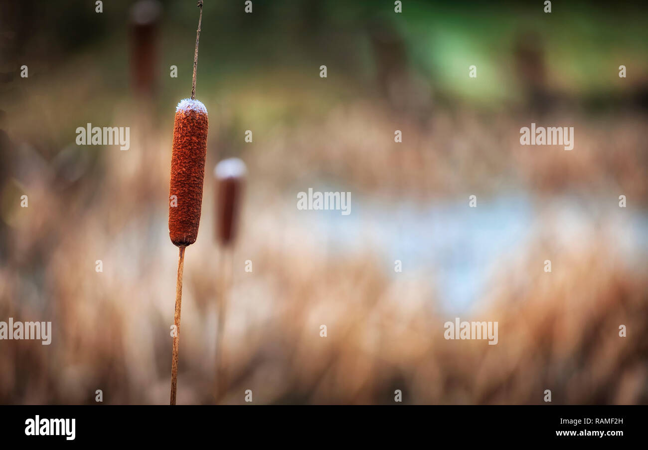 Reed Mace at Glyncorrwg ponds Stock Photo - Alamy