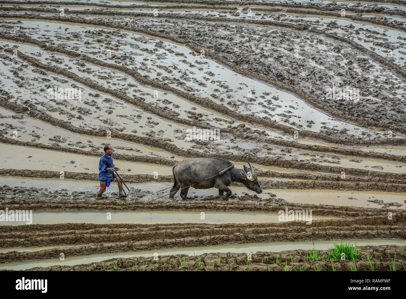 Vietnamese livestock rice farming hi-res stock photography and images ...