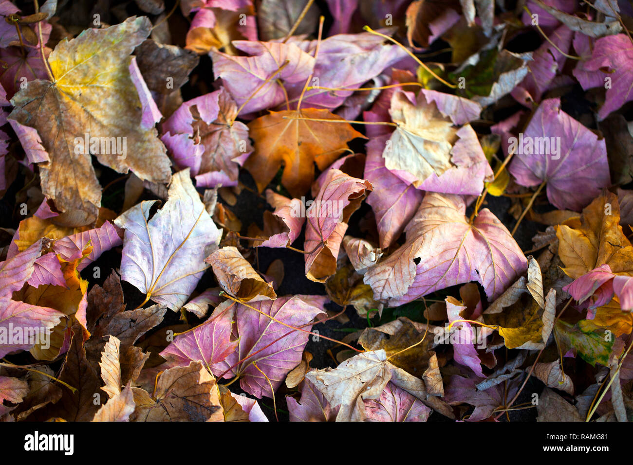Autumn Fall Dry Leaves Seasonal Plant Flora Concept Stock Photo - Alamy