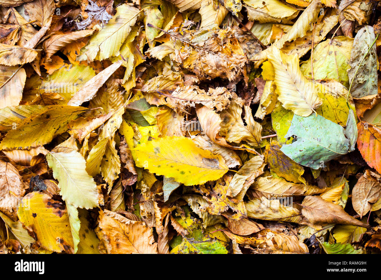 Autumn Fall Dry Leaves Seasonal Plant Flora Concept Stock Photo - Alamy