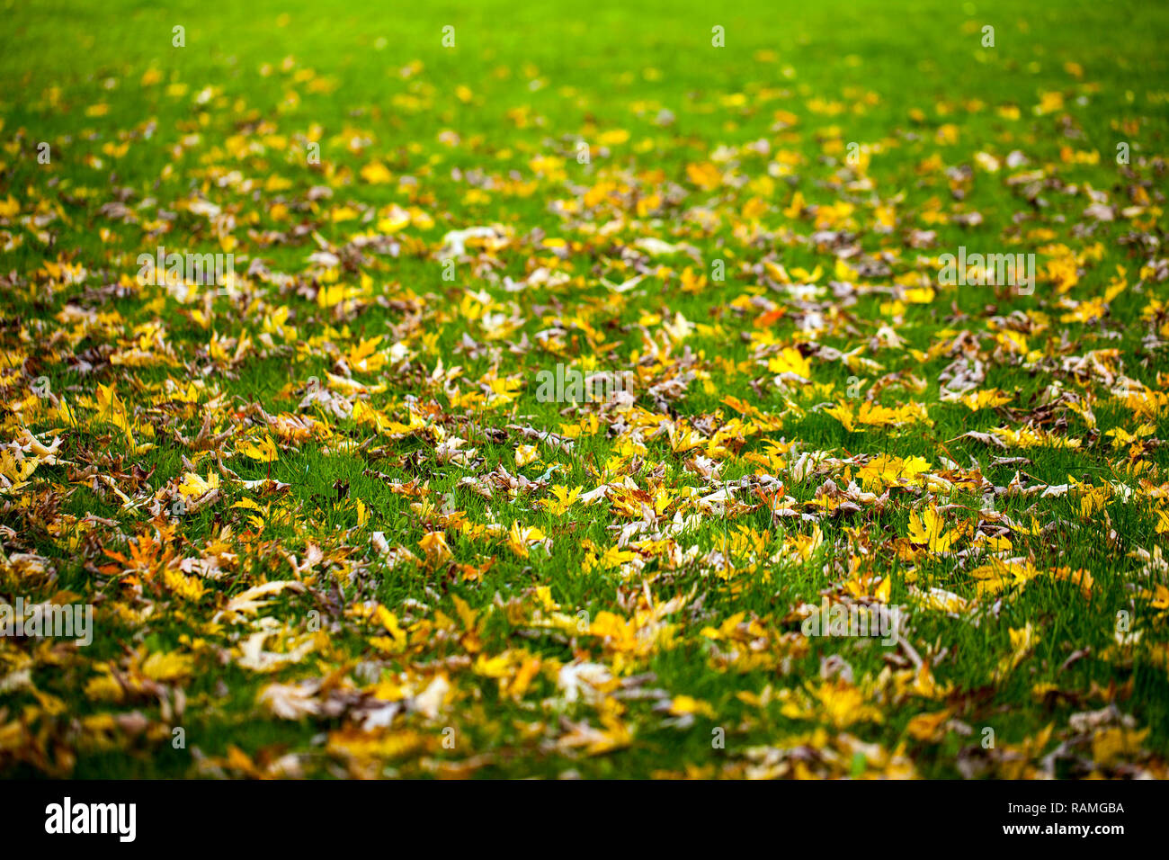 Autumn Fall Dry Leaves Seasonal Plant Flora Concept Stock Photo - Alamy