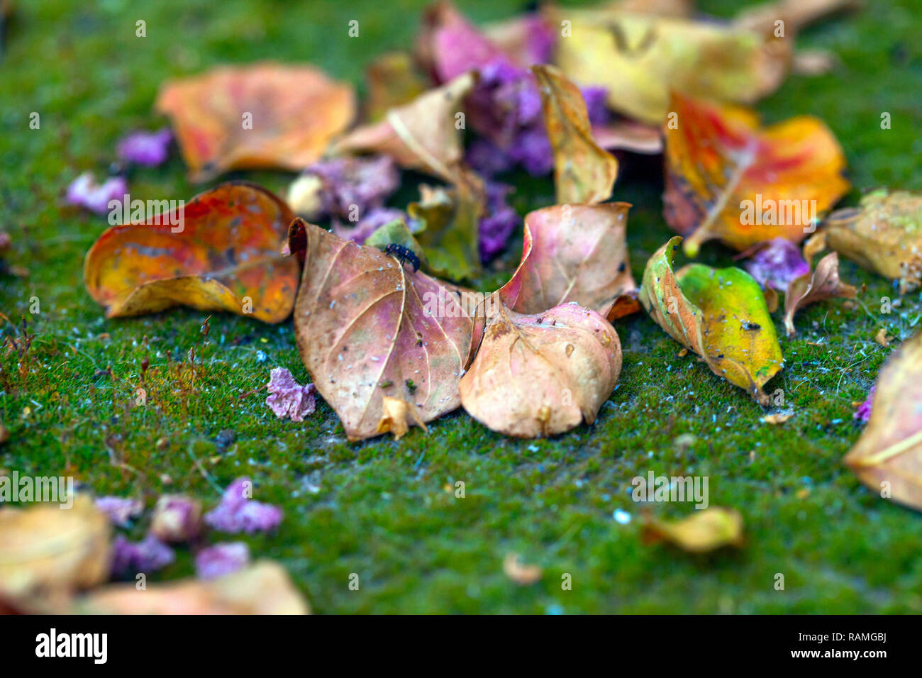 Autumn Fall Dry Leaves Seasonal Plant Flora Concept Stock Photo - Alamy