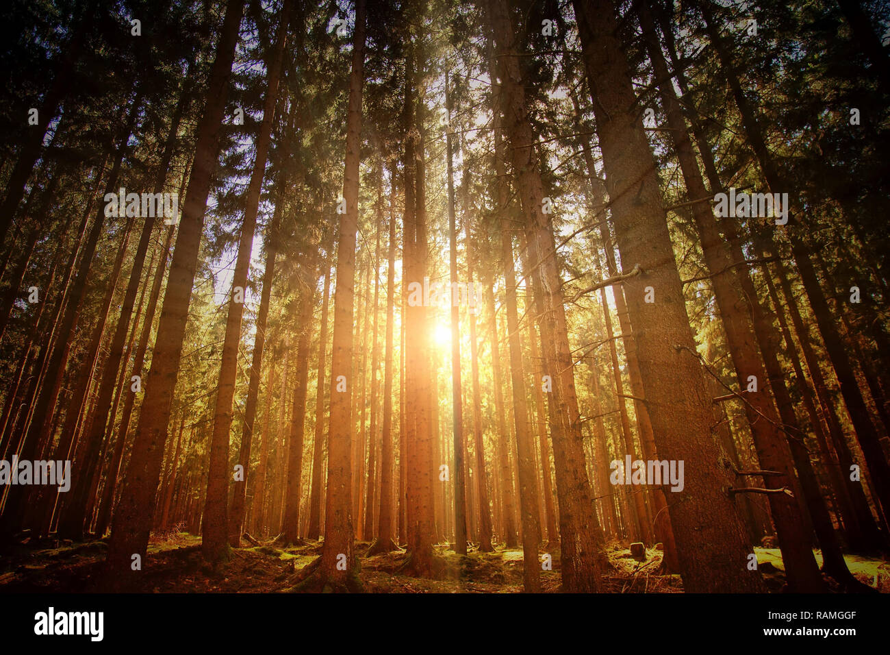 Bautiful forest hi-res stock photography and images - Alamy
