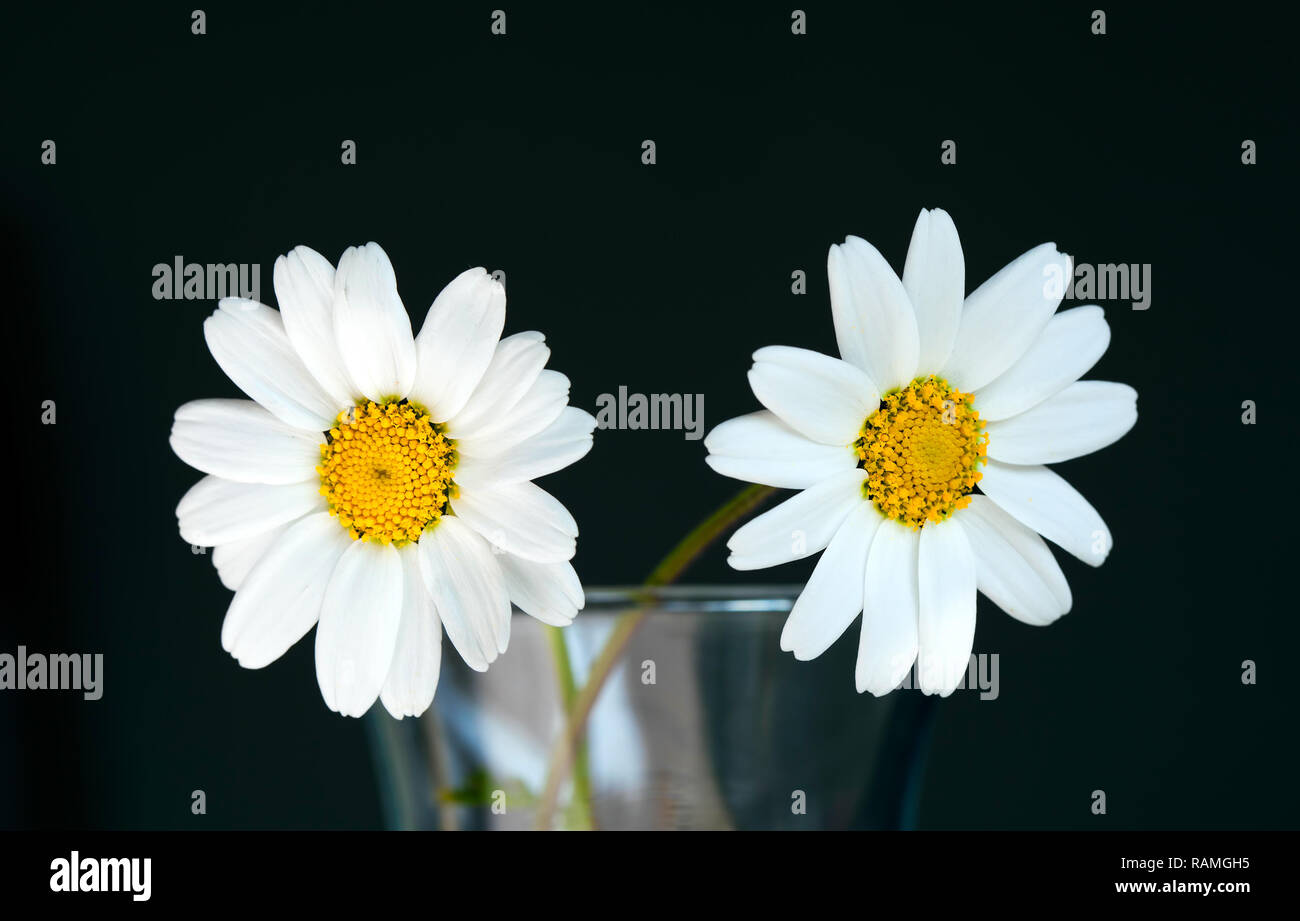 Beautiful Fauna Flower natural Daisy View Photo Stock Photo - Alamy