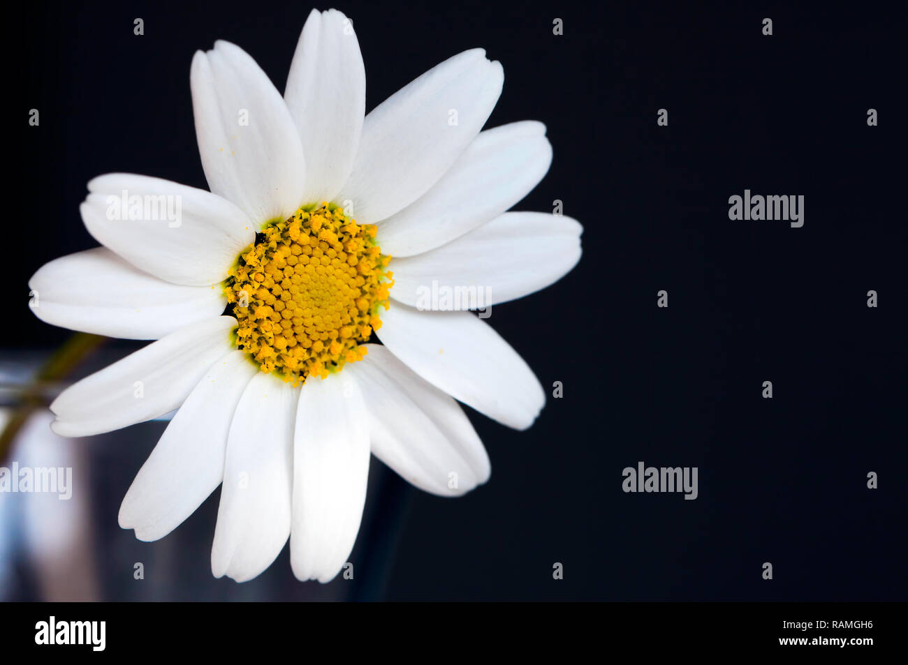 Beautiful Fauna Flower natural Daisy View Photo Stock Photo - Alamy