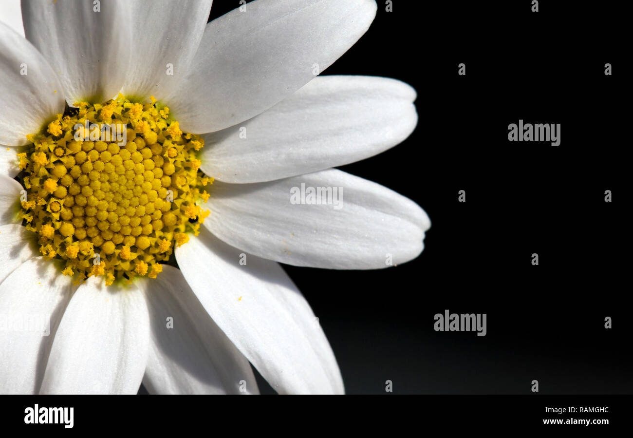 Beautiful Fauna Flower natural Daisy View Photo Stock Photo - Alamy