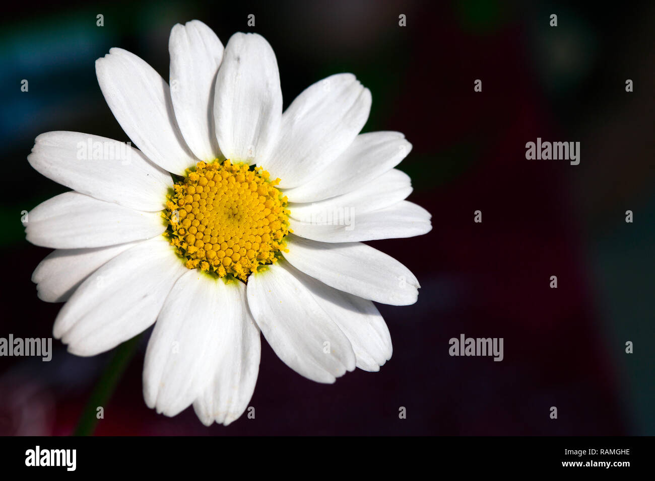 Beautiful Fauna Flower natural Daisy View Photo Stock Photo - Alamy