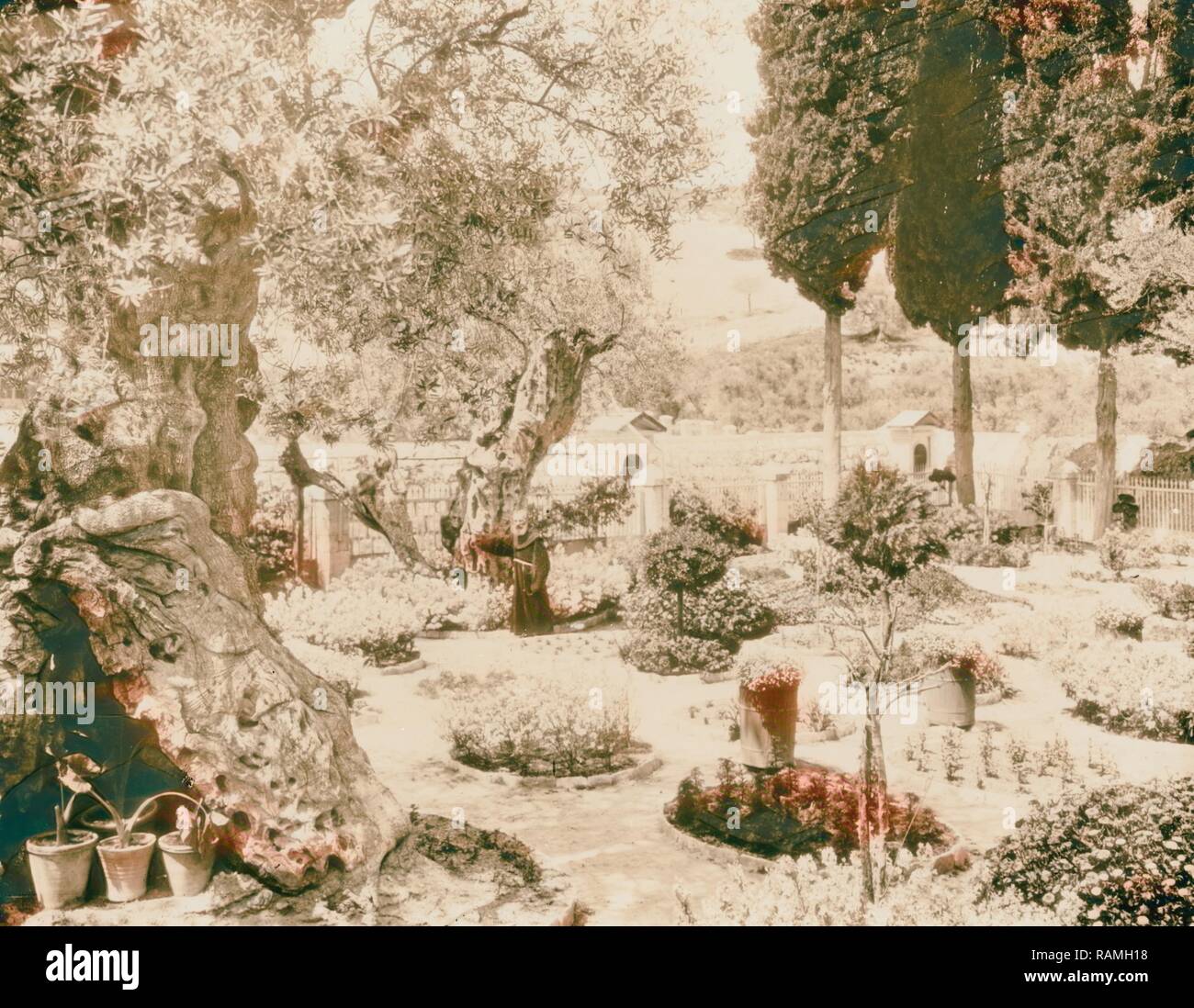 The terrible plague of locusts in Palestine, March-June, 1915. Garden ...