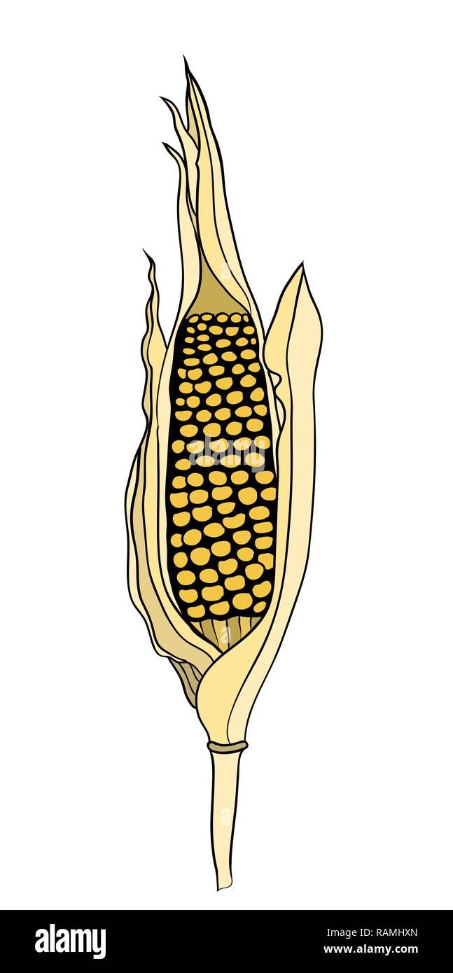 Corn on the cob vintage illustration. Botanical corn. Vector ...