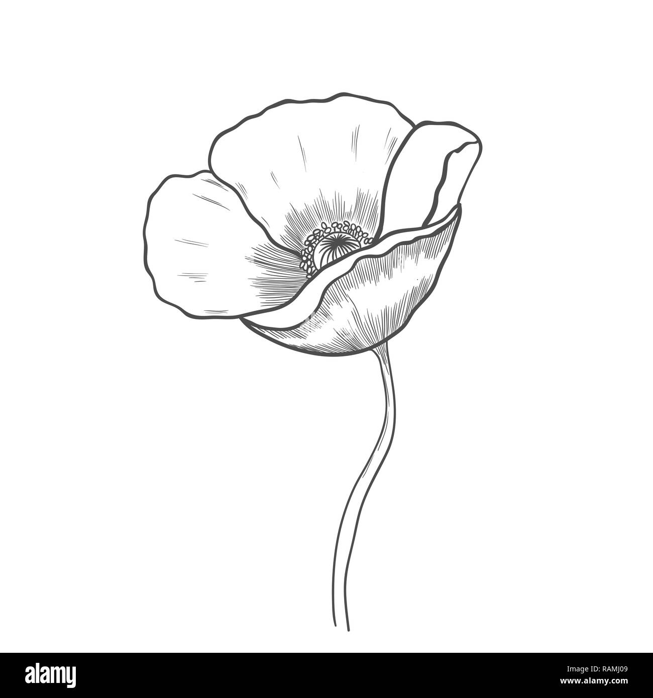 Old botanical illustration poppy Stock Vector Images - Alamy