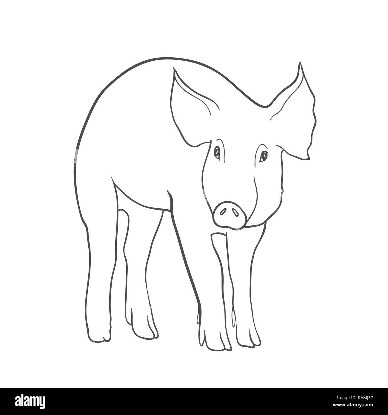 Sketch of pig, Hand drawn vector illustration isolated on white Stock ...