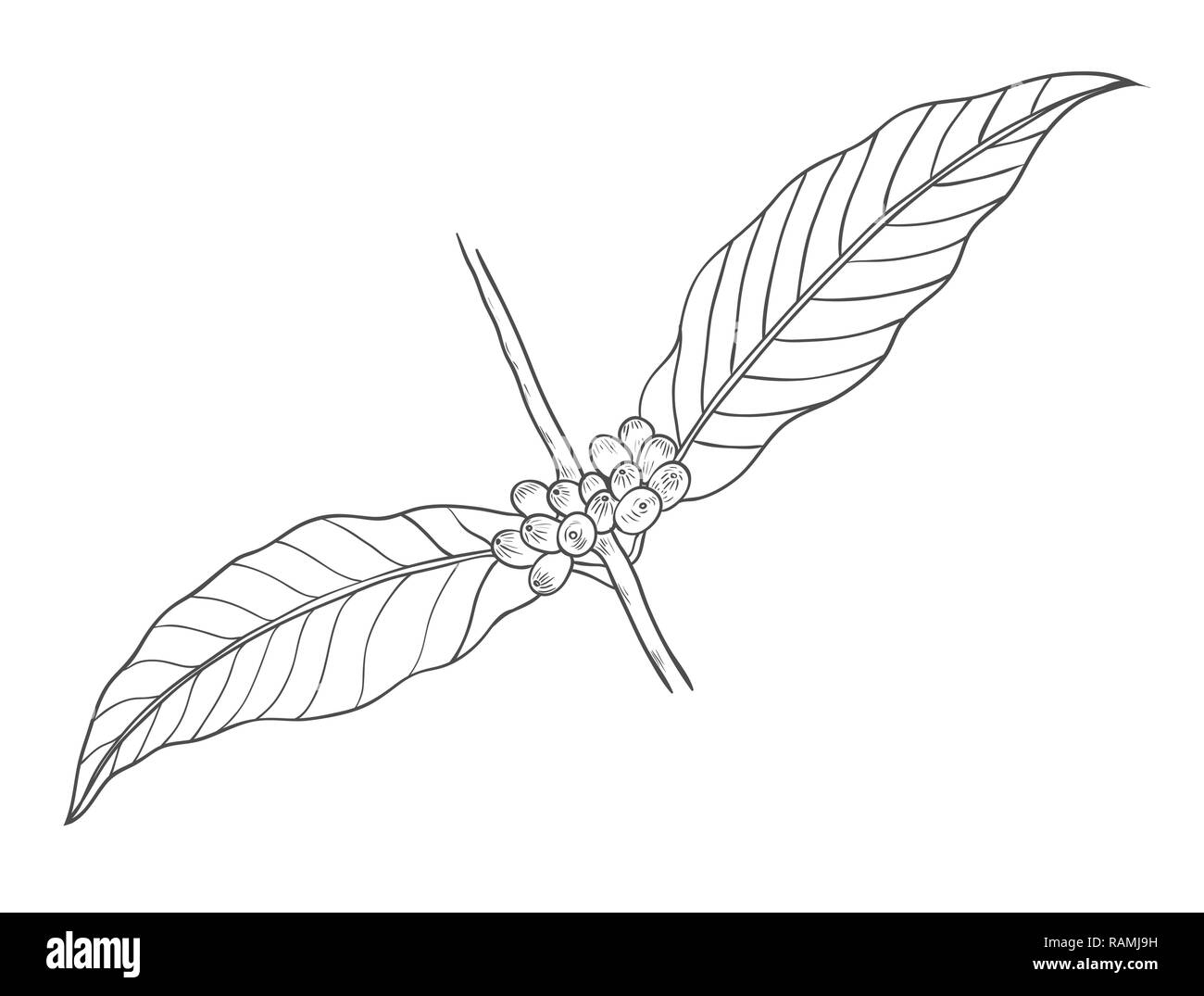 Coffee branch, plant with leaf, berry, fruit and seed. Natural caffeine ...