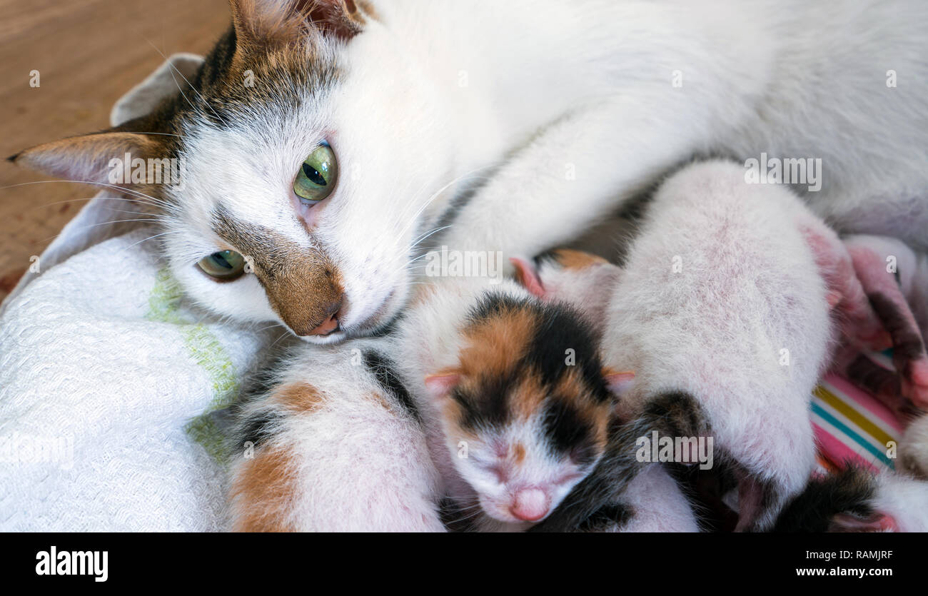 Kitty Family High Resolution Stock Photography and Images - Alamy