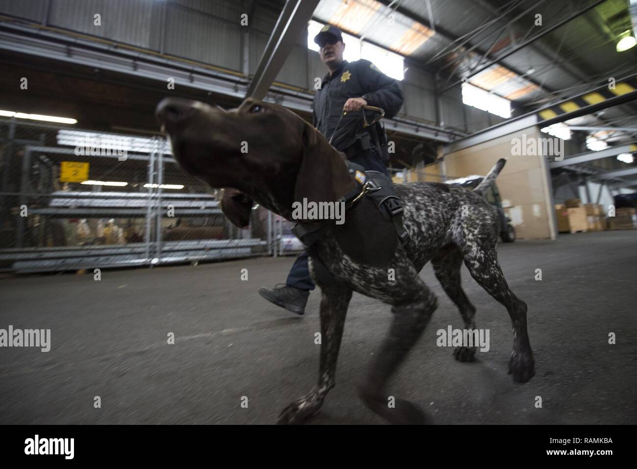 Balu, a German short-haired pointer, and his handler, Justin Ross ...