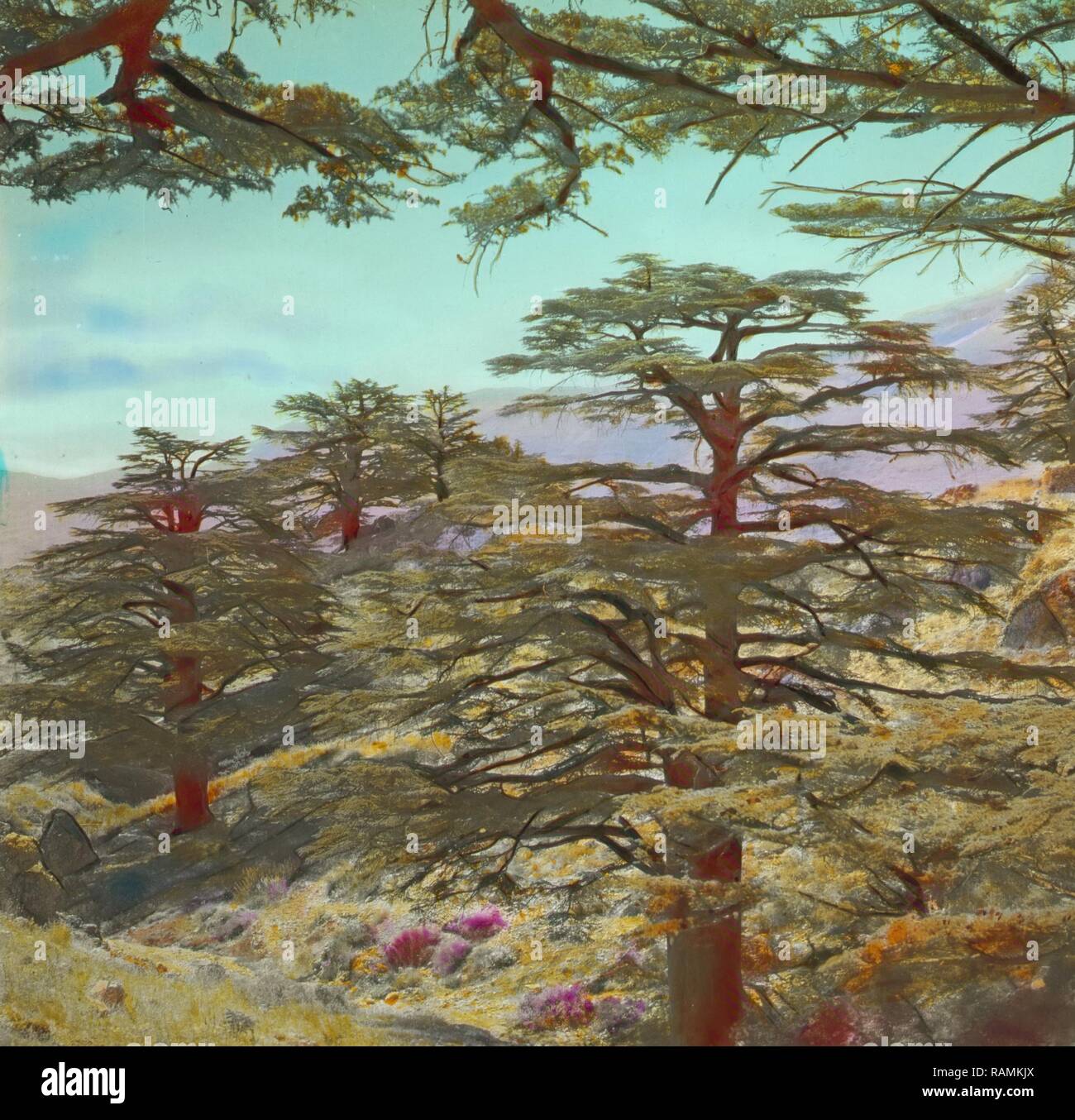 Trees. 1925, Middle East, Israel and/or Palestine. Reimagined by Gibon ...
