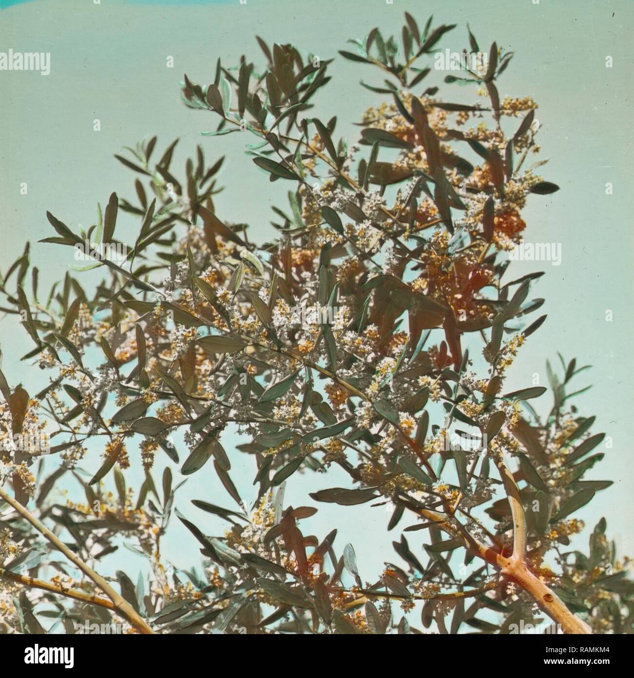 Trees 1925, Middle East, Israel and/or Palestine. Reimagined by Gibon ...