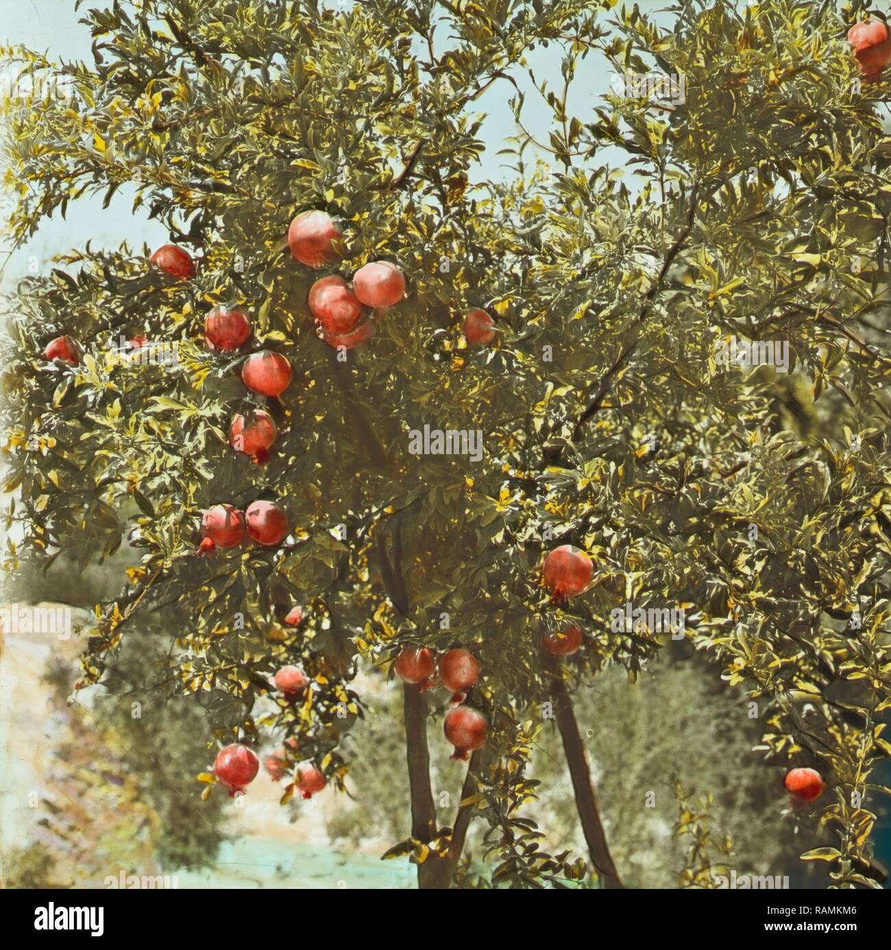 Trees and shrubs Pomegranate tree in fruit. 1925, Middle East, Israel ...