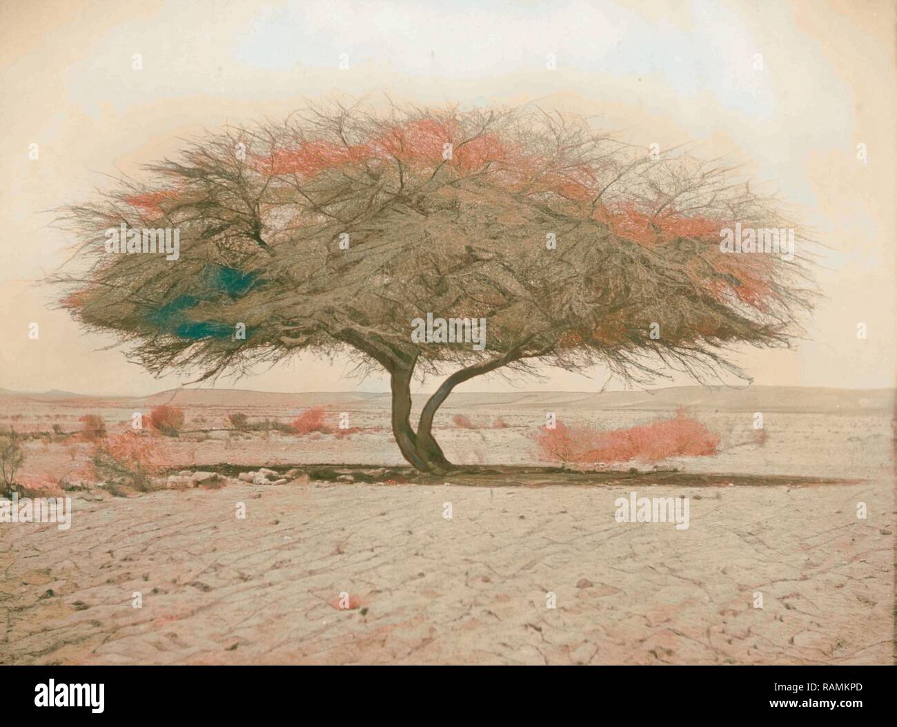 Agriculture, Acacia tree in the desert, near Asluj. Acacia Tortilis ...