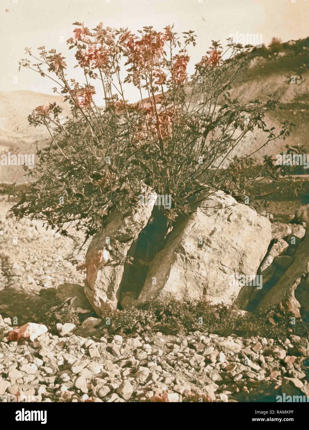 Tree splitting rock hi-res stock photography and images - Alamy