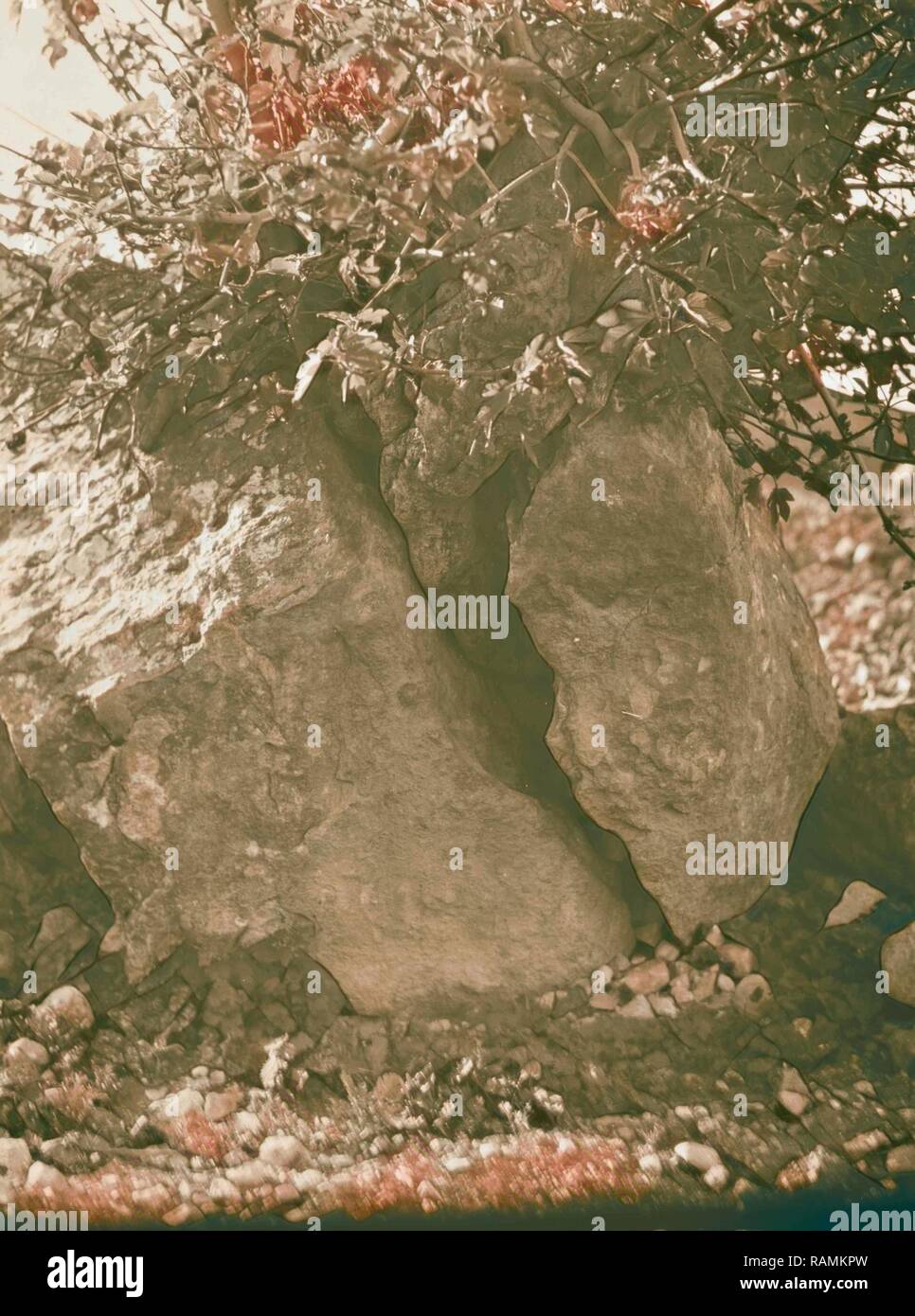 Agriculture, etc. Growth of a fig tree cleaving a great rock. Taken in ...