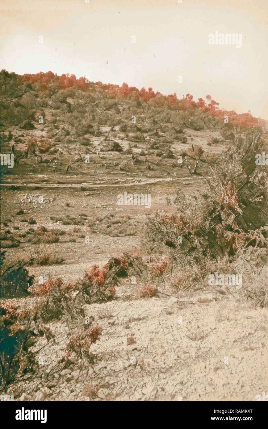 Trees 1925, Middle East, Israel and/or Palestine. Reimagined by Gibon ...