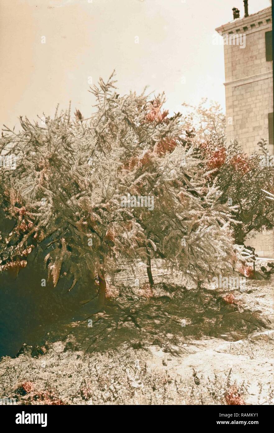 Trees 1925, Middle East, Israel and/or Palestine. Reimagined by Gibon ...