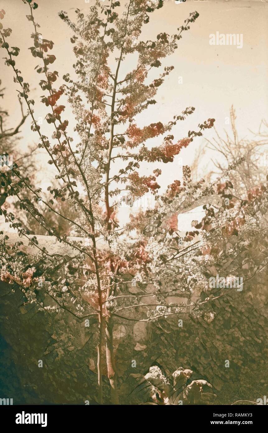 Trees 1925, Middle East, Israel and/or Palestine. Reimagined by Gibon ...