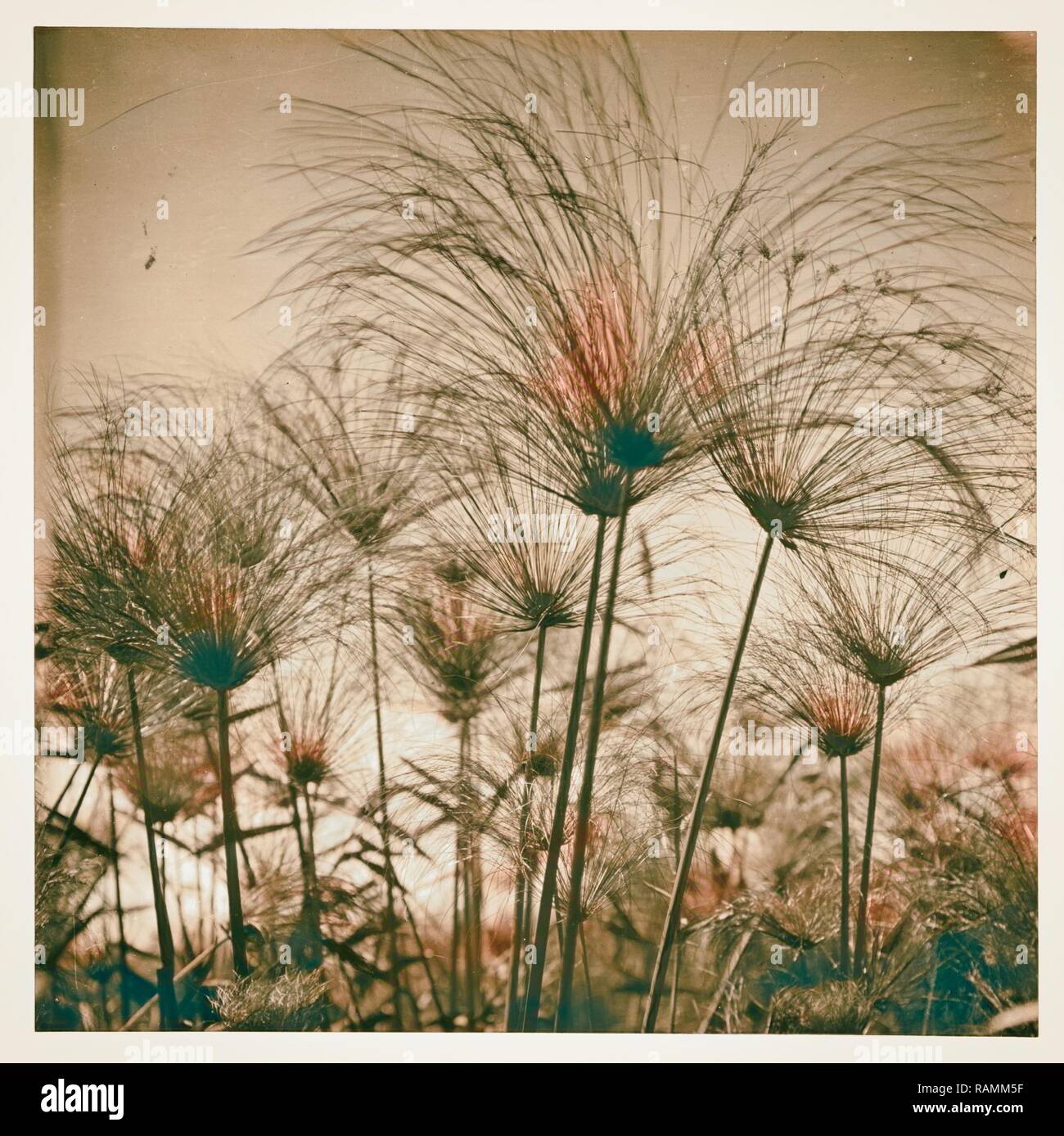 Wild flowers of Palestine. Papyrus at Lake Merom (Cyperus Papyrus L ...