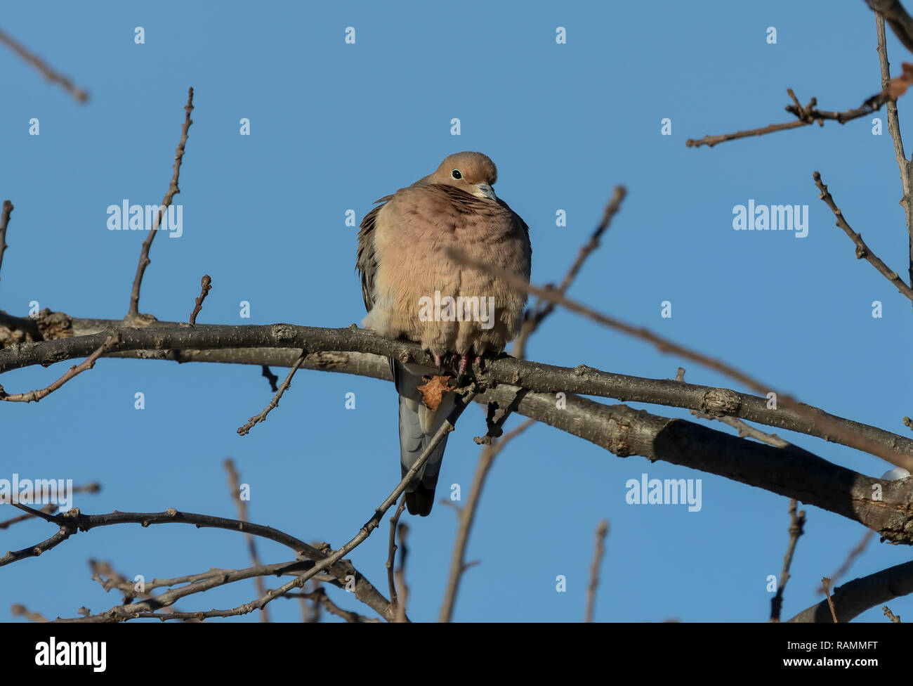 American bird,Mourning dove, rain dove, Carolina dove Stock Photo - Alamy