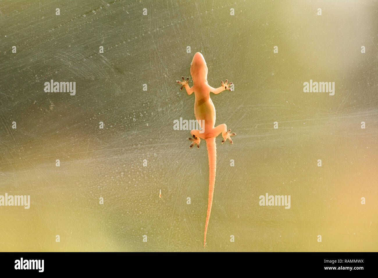 The belly of lizard on the glass Stock Photo - Alamy