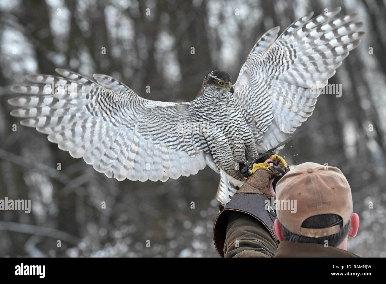Liebenau, Germany. 16th Dec, 2018. Hunter Kai Siebert lures his hawk ...
